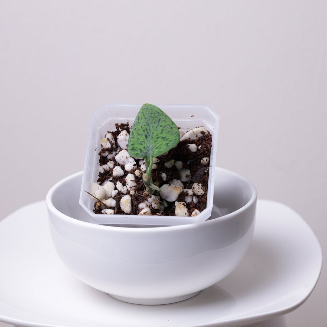 Haask snake Scale Scindapsus Pictus Rooted Starter Plant - Etsy