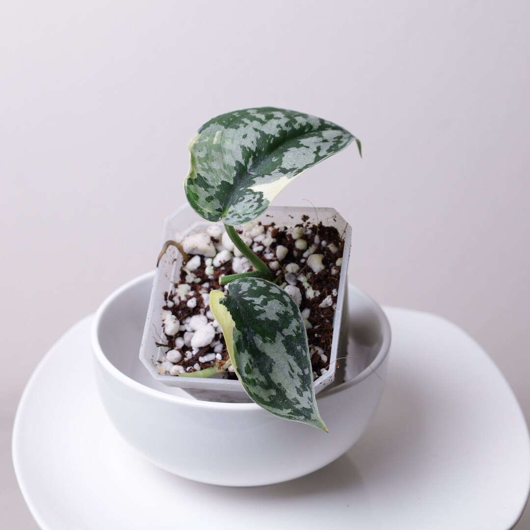 Mayari Scindapsus Pictus Rooted Starter Plant - Etsy