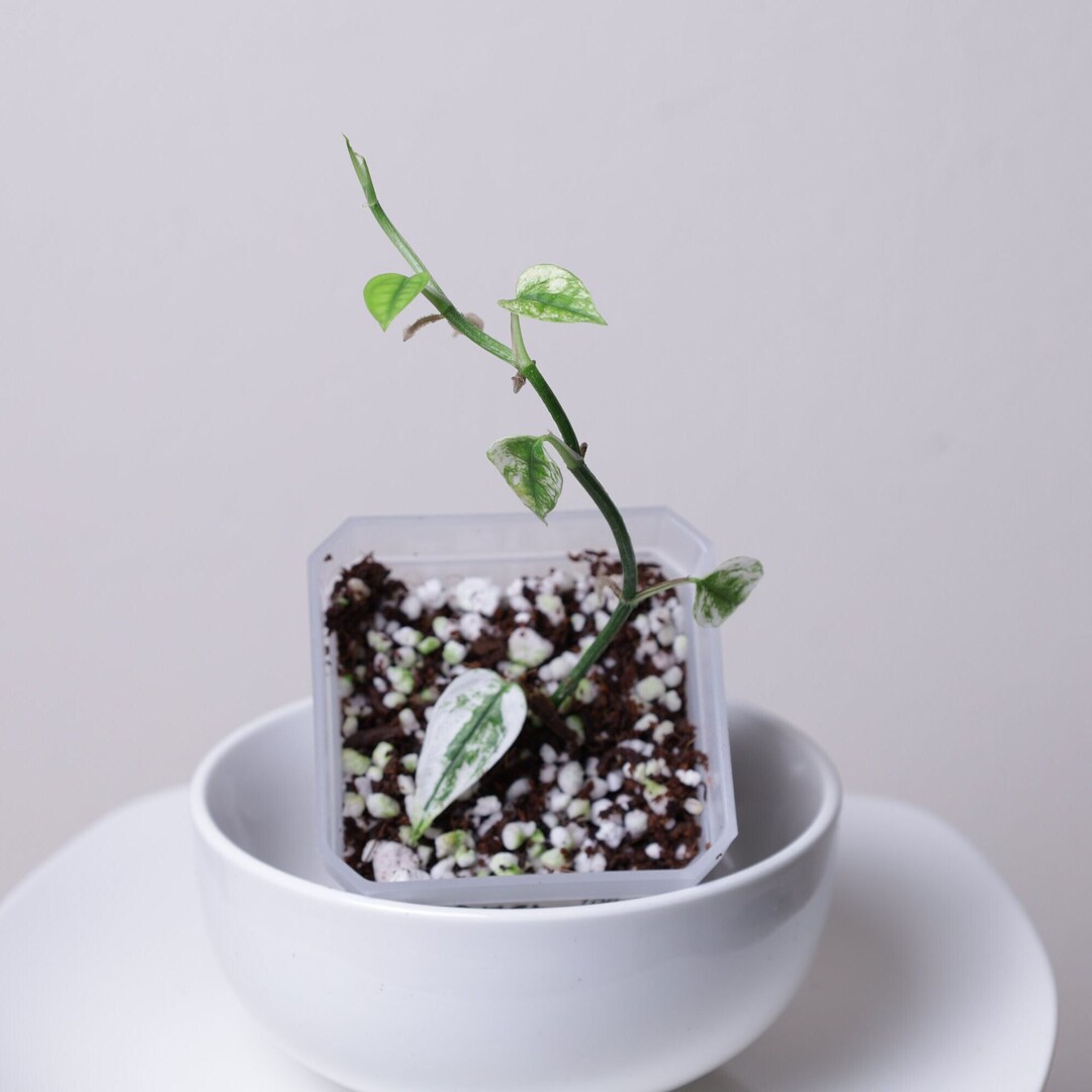 Cebu Blue Ghost Variegated Epipremnum Pinnatum Rooted Starter Plant - Etsy