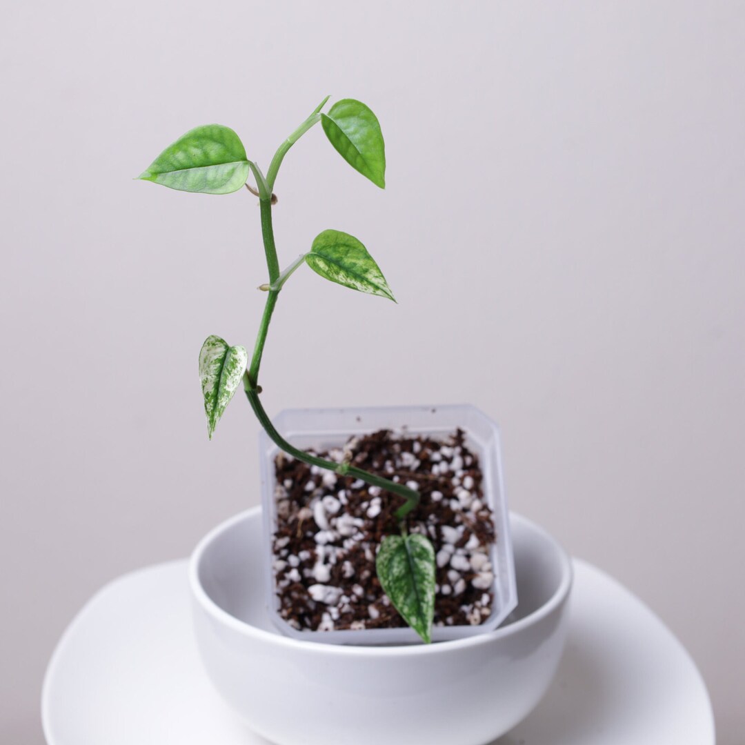 Cebu Blue Ghost Variegated Epipremnum Pinnatum Rooted Starter - Etsy