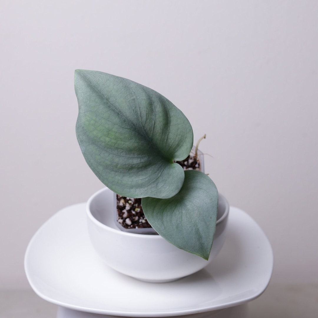 Platinum Scindapsus Rooted Starter Plant - Etsy