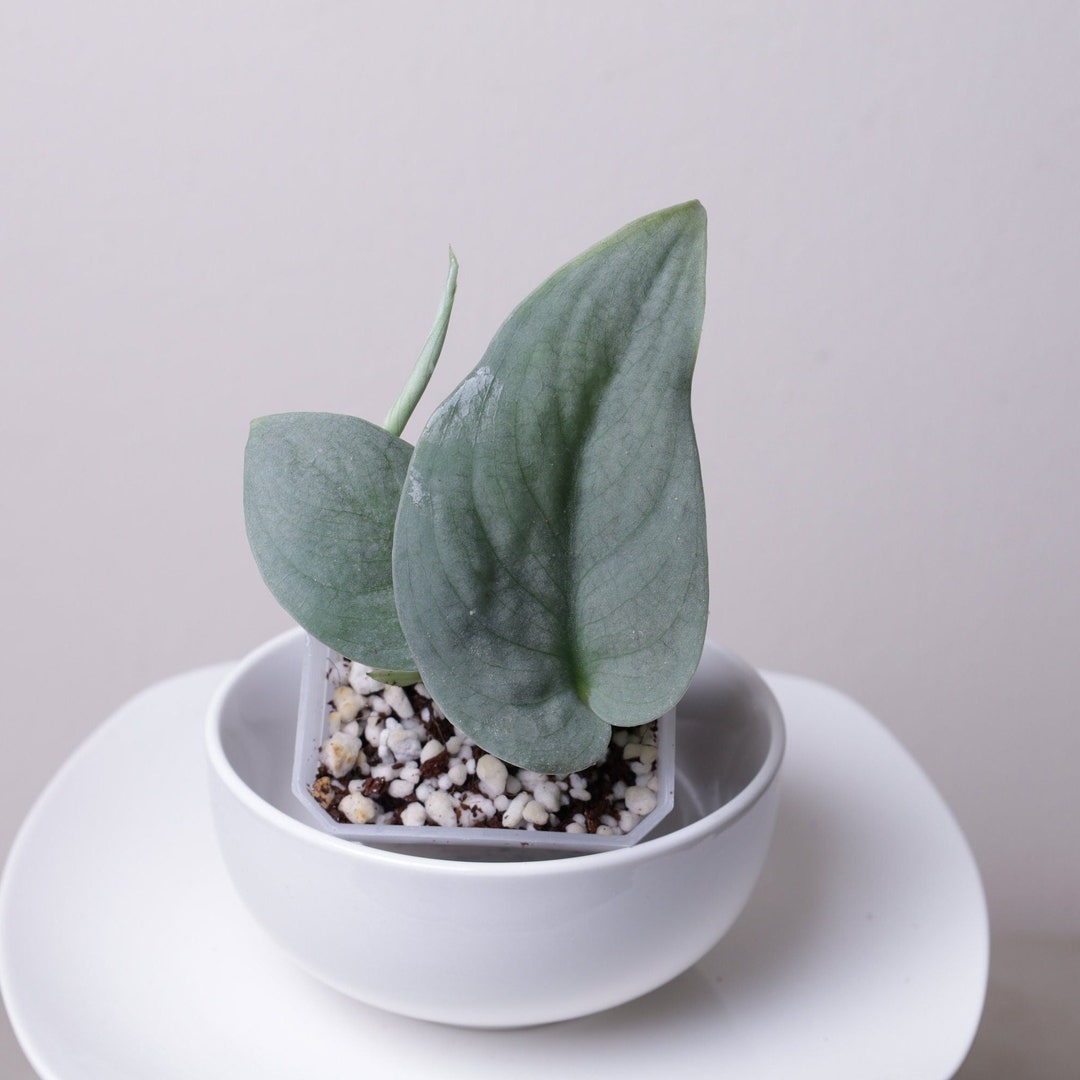 Platinum Scindapsus Rooted Starter Plant - Etsy