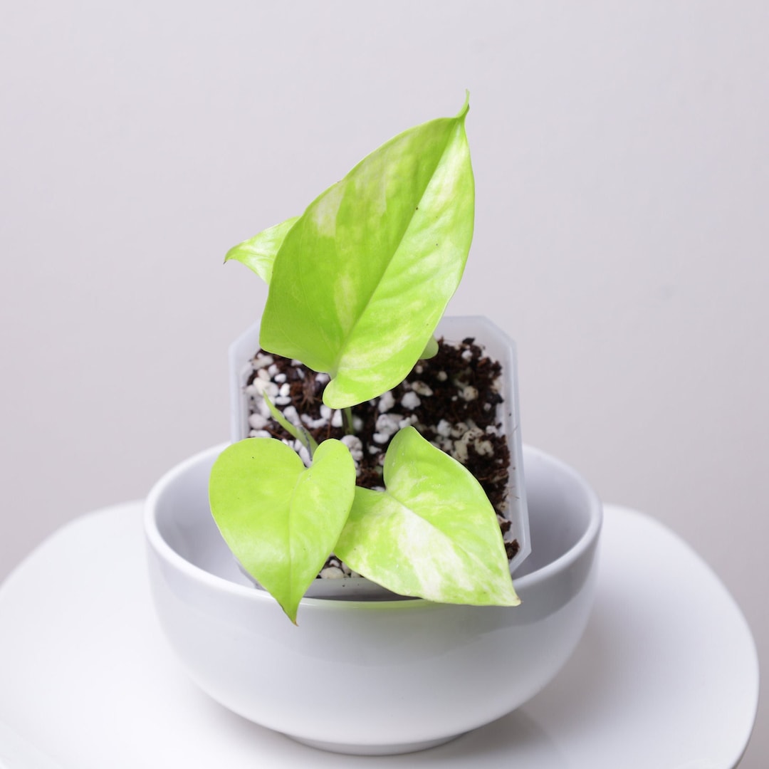Variegated Neon Pothos - Epipremnum Aureum Rooted Starter Plant - Etsy