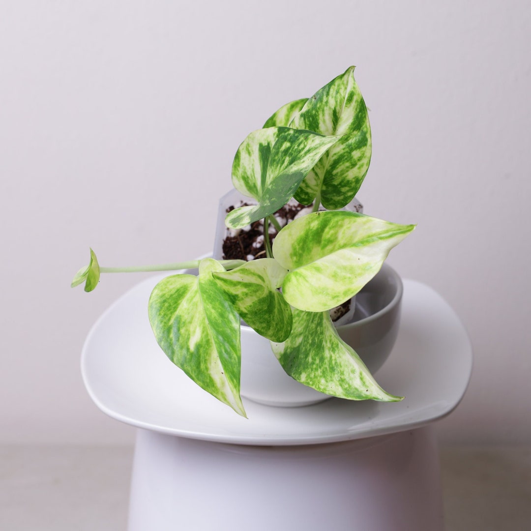 Teruno Valencia Epipremnum Aureum Pothos (japan) Rooted Starter Plant ...