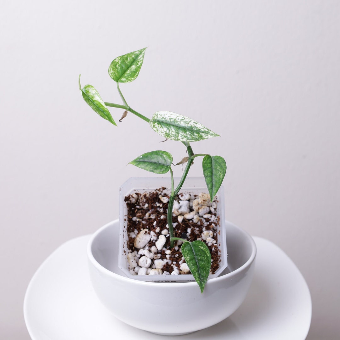 Cebu Blue Ghost Variegated Epipremnum Pinnatum Rooted Starter Plant - Etsy