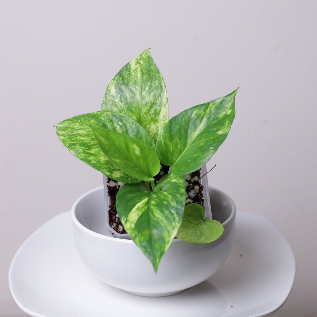 Teruno Sfida Epipremnum Aureum Pothos japan Rooted Starter Plant - Etsy