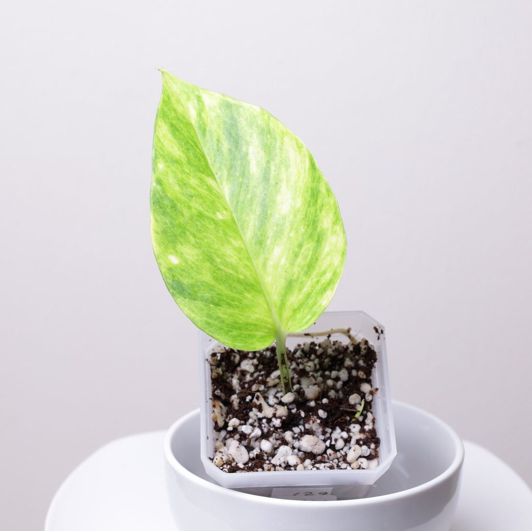 Teruno 'robin' Epipremnum Aureum Pothos japan Rooted - Etsy