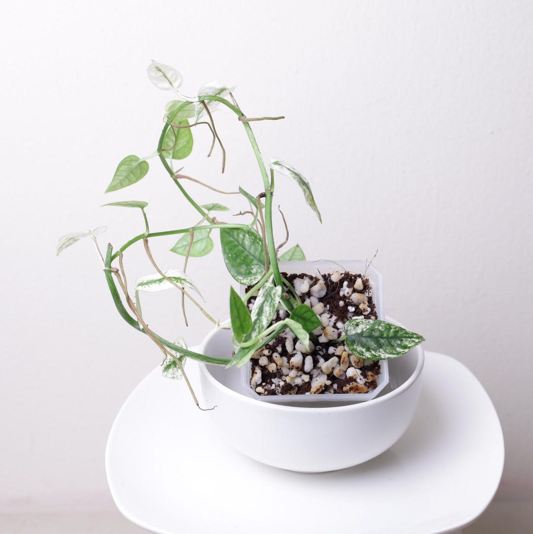 Cebu Blue Ghost Variegated Epipremnum Pinnatum Rooted Starter Plant - Etsy