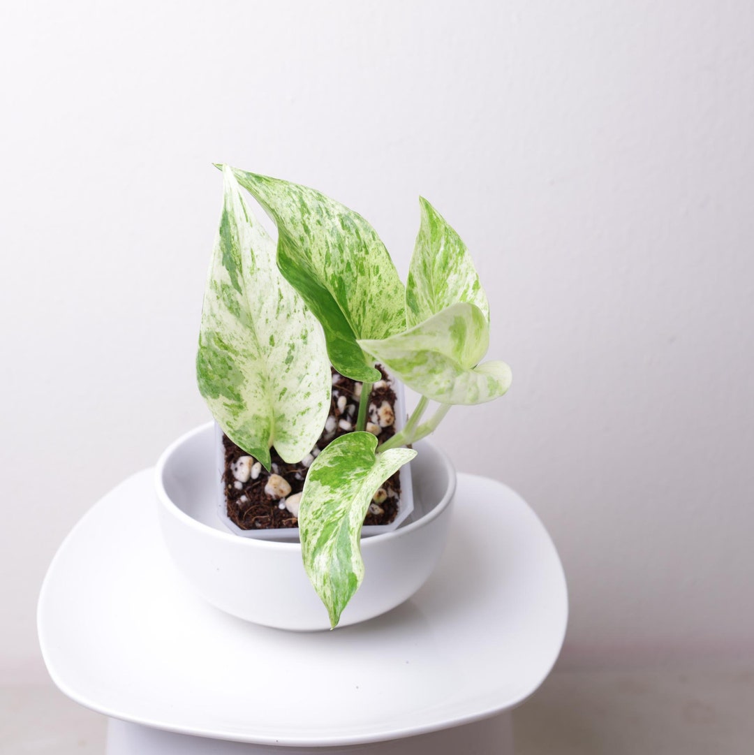 Teruno Fanfare Epipremnum Aureum Pothos (japan) Rooted Starter Plant - Etsy
