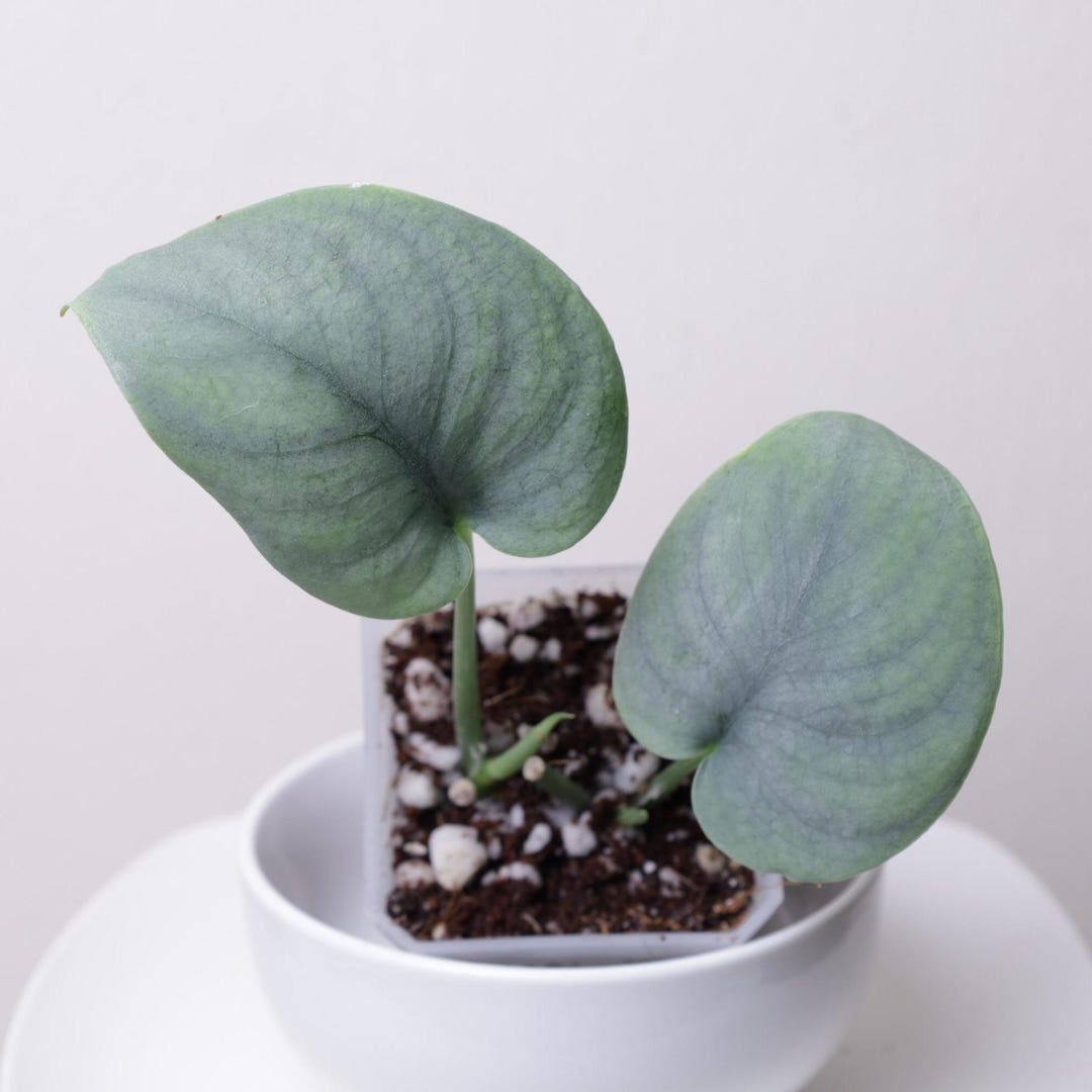 Platinum Scindapsus Rooted Starter Plant - Etsy
