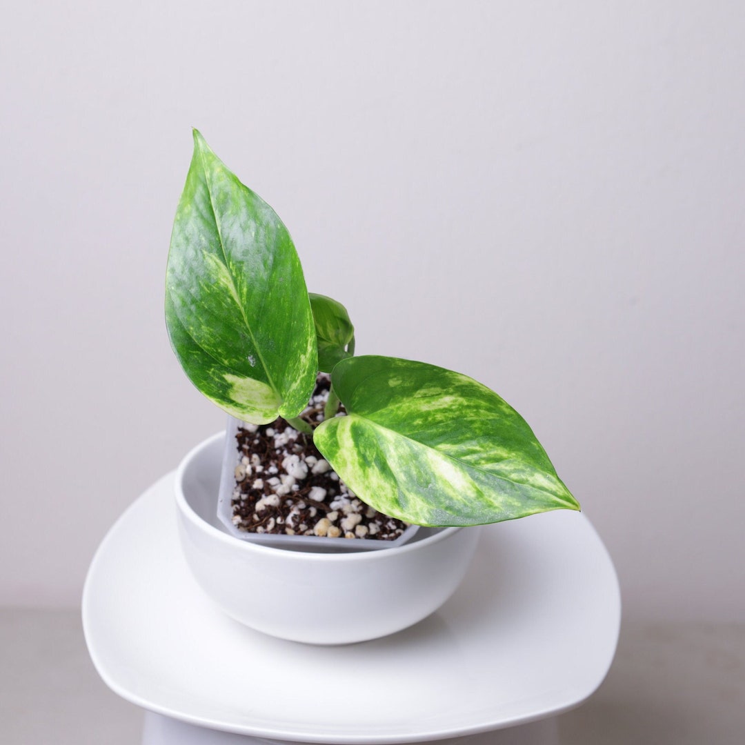 Teruno Valencia Epipremnum Aureum Pothos japan Rooted Starter Plant - Etsy