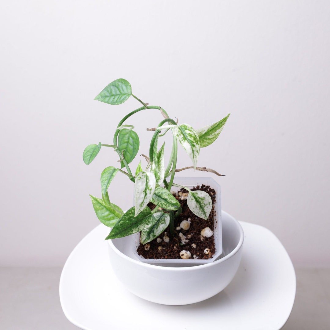 Cebu Blue Ghost Variegated Epipremnum Pinnatum Rooted Starter Plant - Etsy