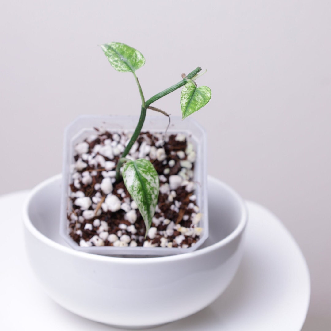 Cebu Blue Ghost Variegated Epipremnum Pinnatum Rooted Starter Plant - Etsy