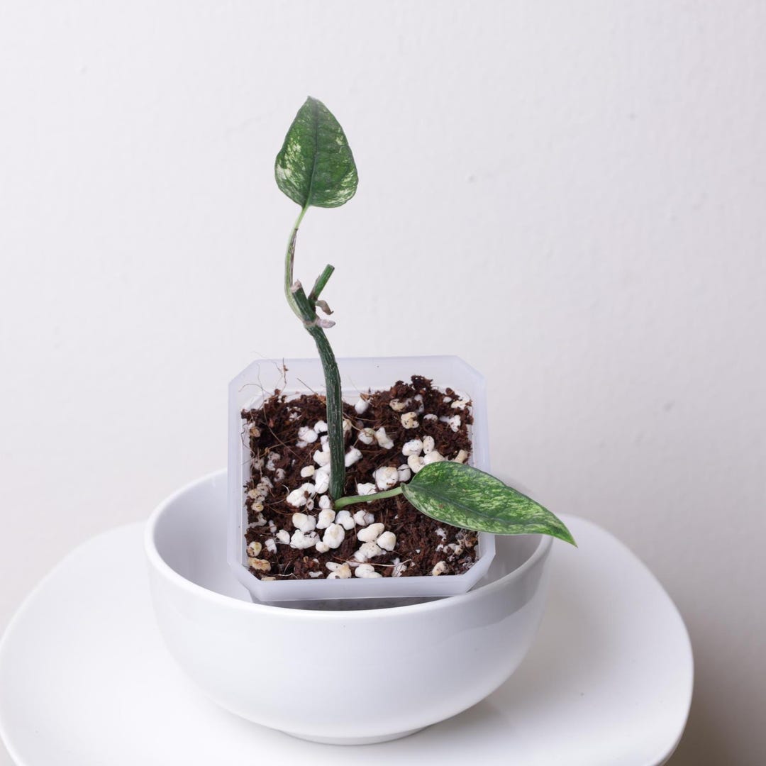 Cebu Blue Ghost Variegated Epipremnum Pinnatum Rooted Starter Plant - Etsy