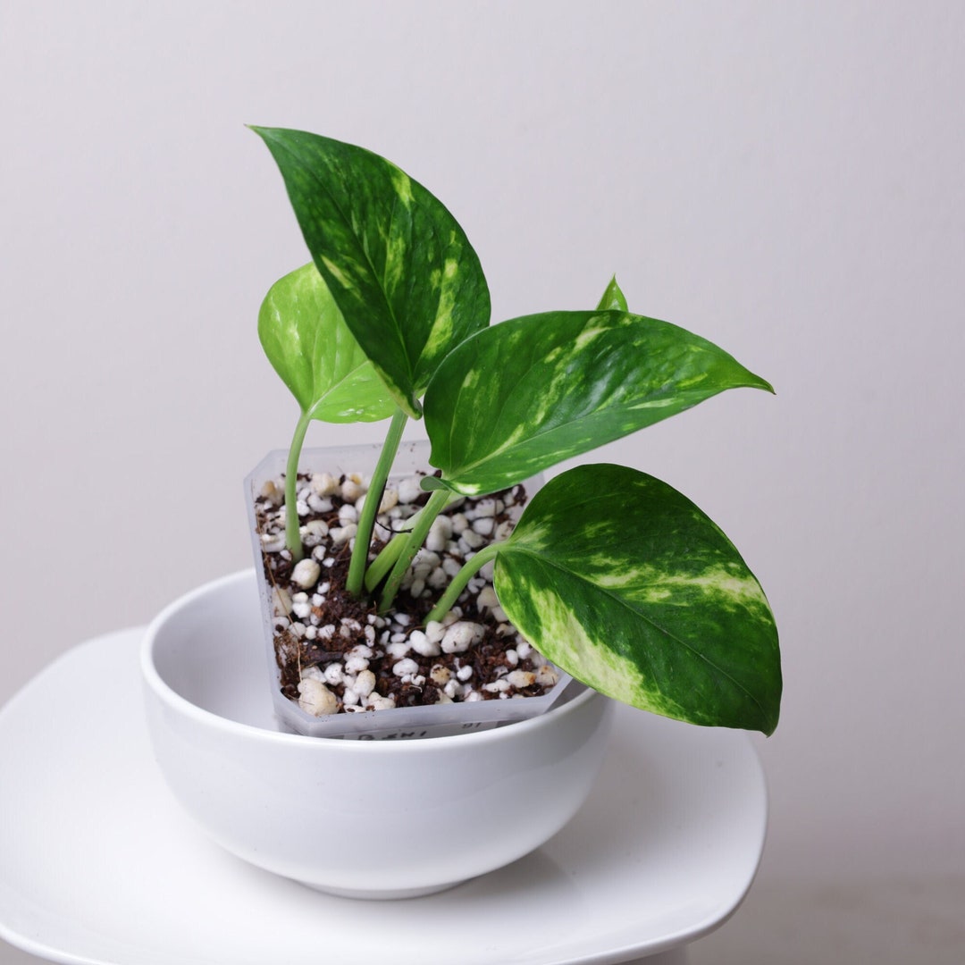 Teruno Bumpy Epipremnum Aureum Pothos (japan) Rooted Starter Plant - Etsy