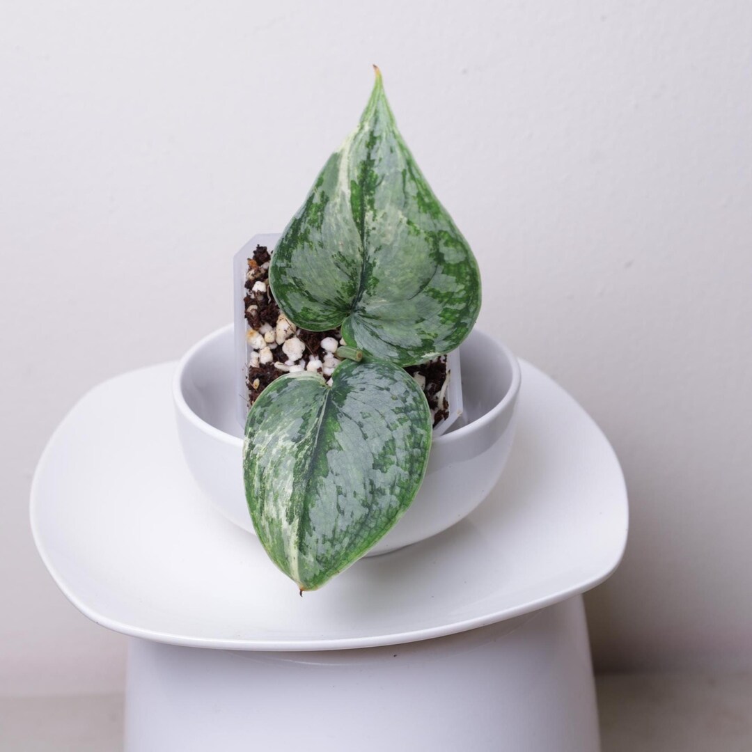 Peasun Scindapsus Pictus Rooted Starter Plant - Etsy