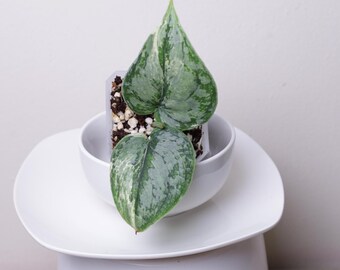 Haask (snake Scale) Scindapsus Pictus Rooted Starter Plant - Etsy