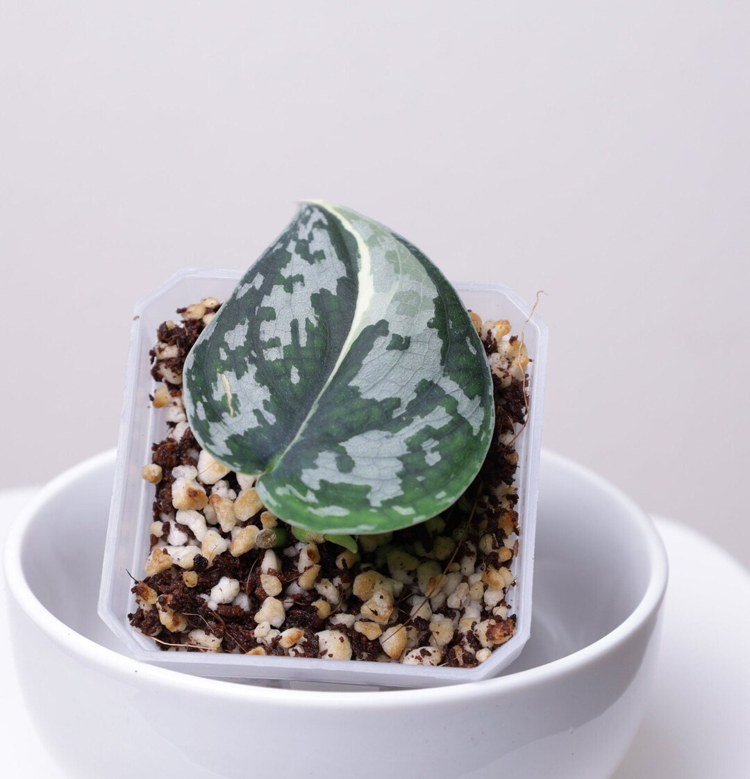 Mayari Scindapsus Pictus Rooted Starter Plant - Etsy