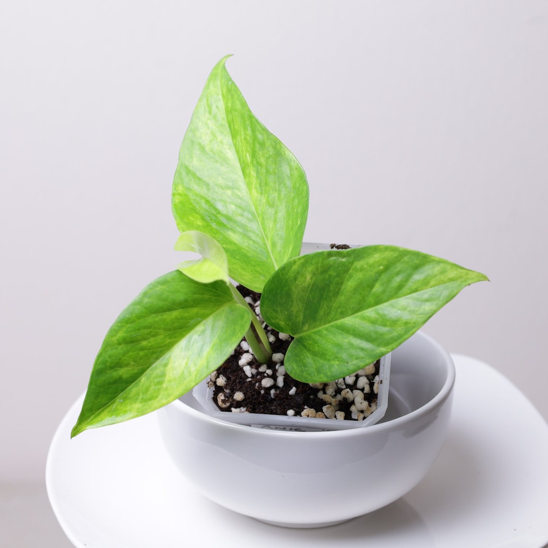 Teruno Robin Epipremnum Aureum Pothos (japan) Rooted Starter Plant - Etsy