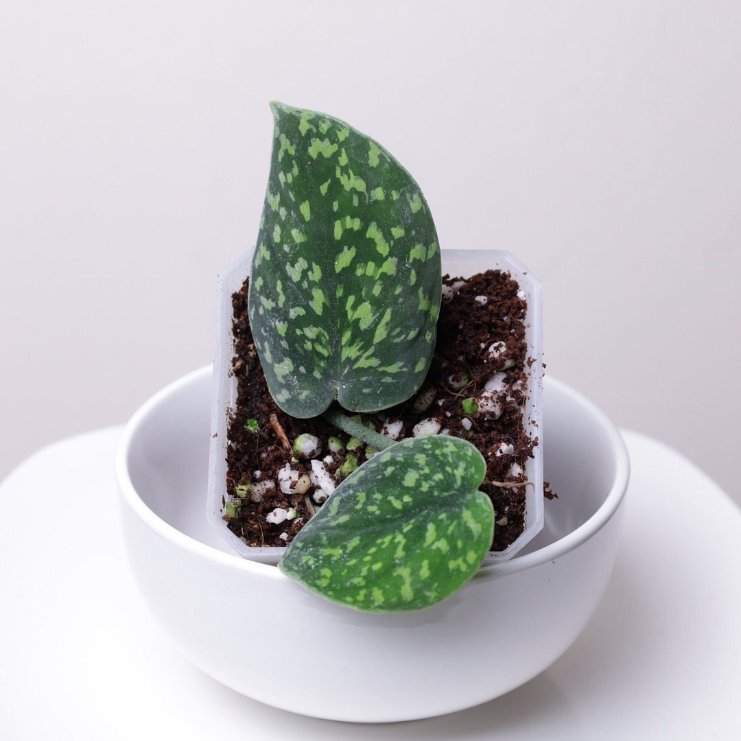 Haask (snake Scale) Scindapsus Pictus Rooted Starter Plant - Etsy