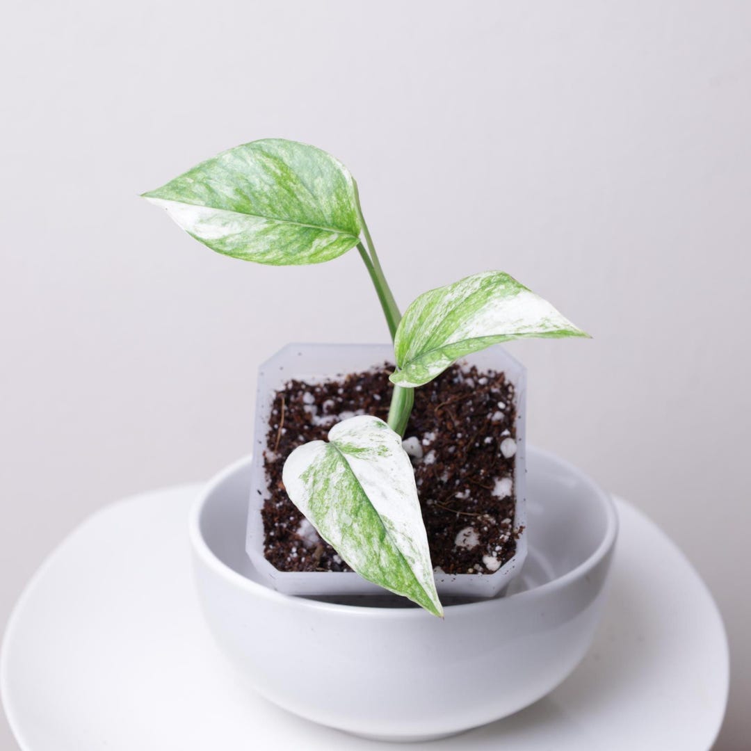 Bali Hanuman Epipremnum Rooted Starter Plant - Etsy