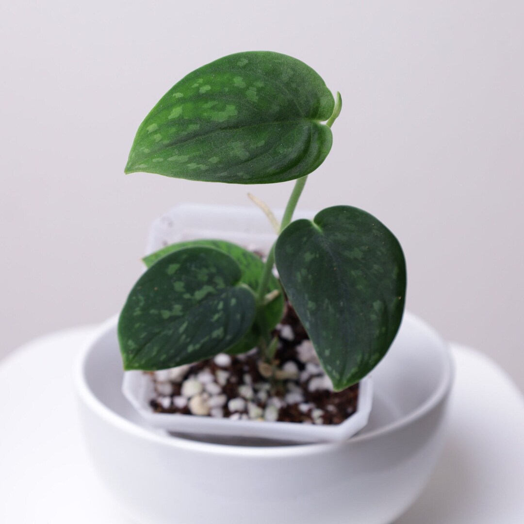 Haask (snake Scale) Scindapsus Pictus Rooted Starter Plant - Etsy