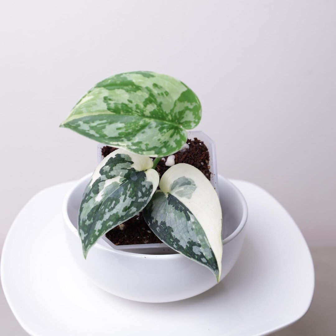 Mayari Scindapsus Pictus Rooted Starter Plant - Etsy