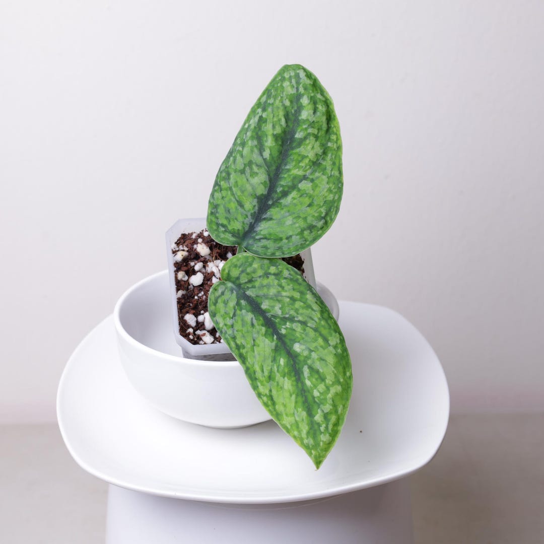 Leopard Mt Salak Scindapsus Mint Variegated Rooted Starter Plant - Etsy