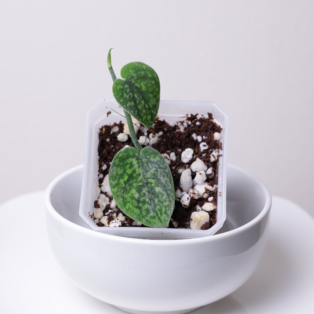 Haask snake Scale Scindapsus Pictus Rooted Starter Plant - Etsy