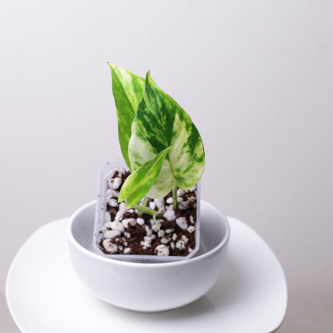 Teruno Valencia Epipremnum Aureum Pothos japan Rooted - Etsy