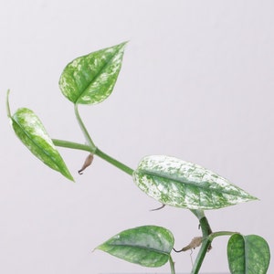 Cebu Blue Ghost Variegated Epipremnum Pinnatum Rooted Starter Plant - Etsy
