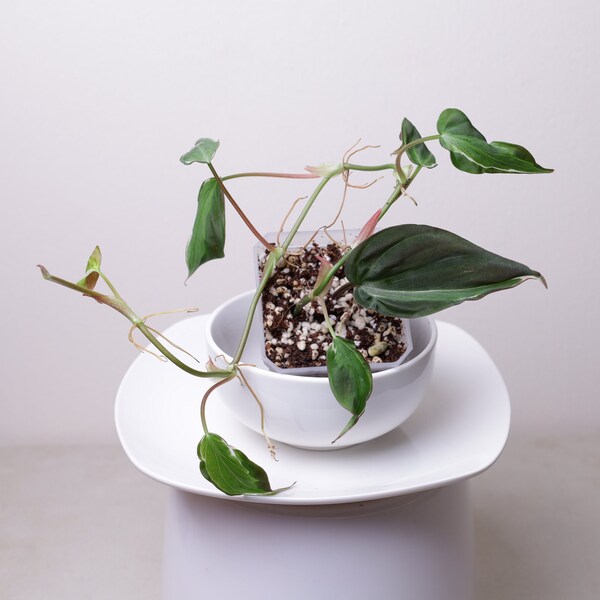 Variegated Halo Micans - Etsy