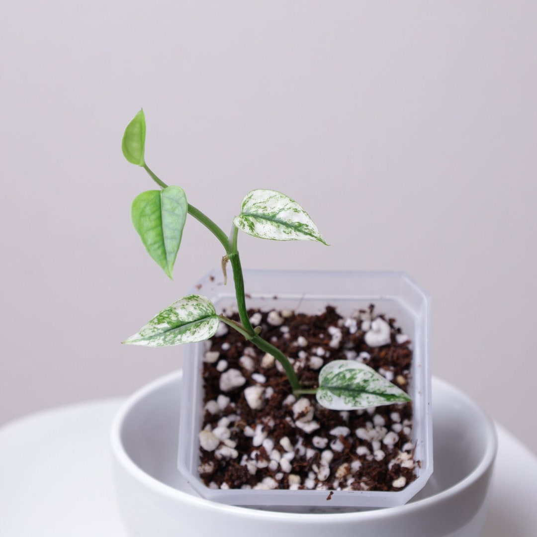 Cebu Blue Ghost Variegated Epipremnum Pinnatum Rooted Starter - Etsy