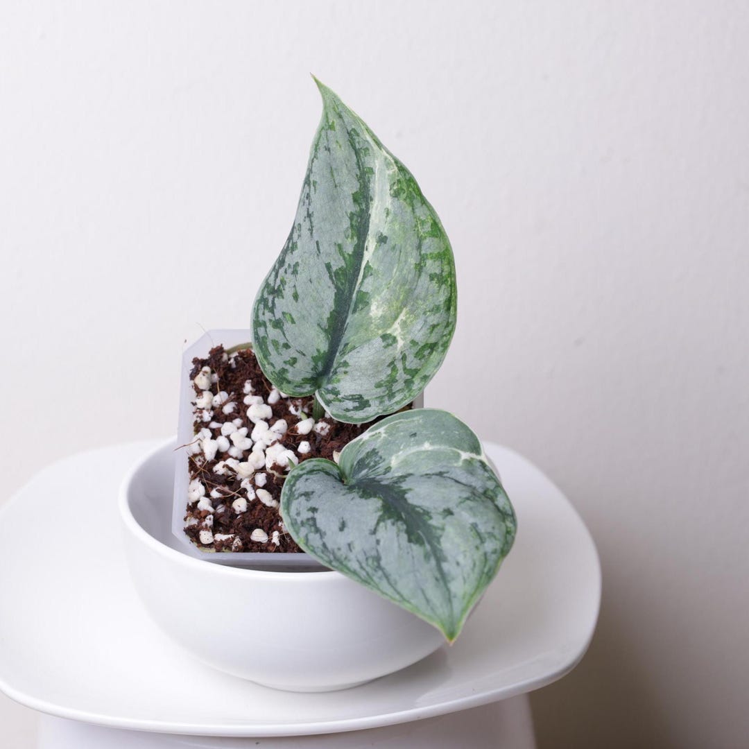 Peasun Scindapsus Pictus Rooted Starter Plant - Etsy