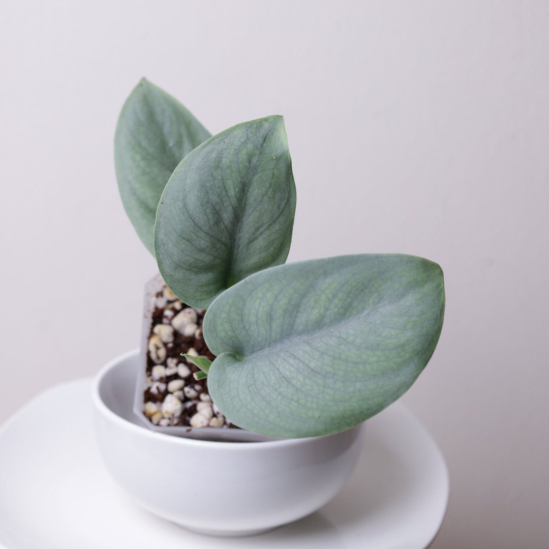 Platinum Scindapsus Rooted Starter Plant - Etsy