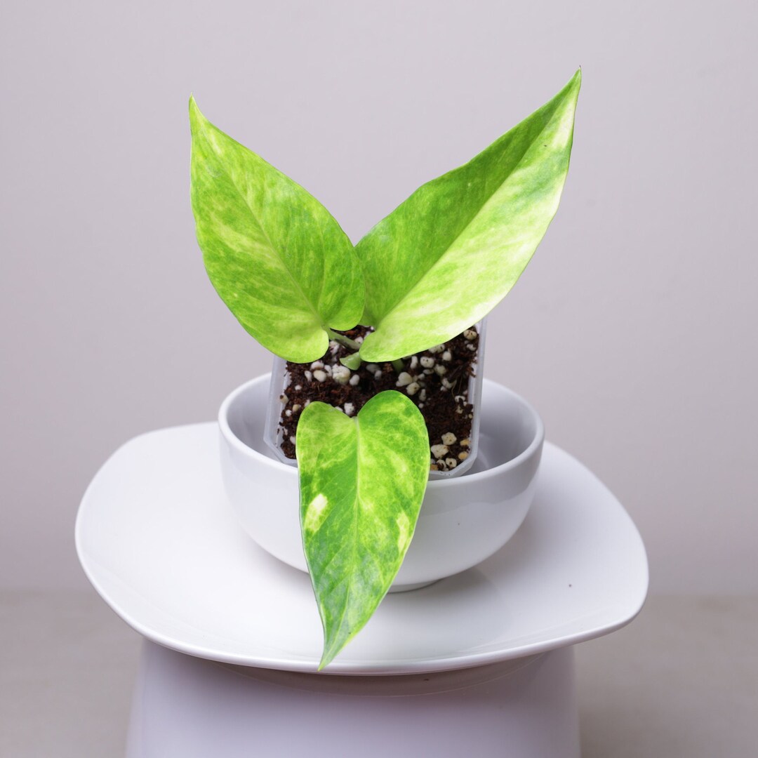 Teruno Robin Epipremnum Aureum Pothos japan Rooted Starter - Etsy