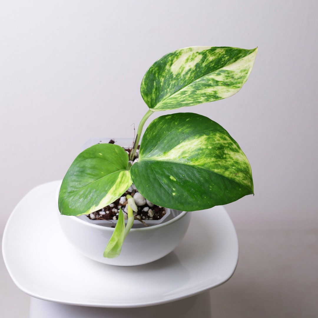 Teruno Valencia Epipremnum Aureum Pothos japan Rooted Starter Plant - Etsy