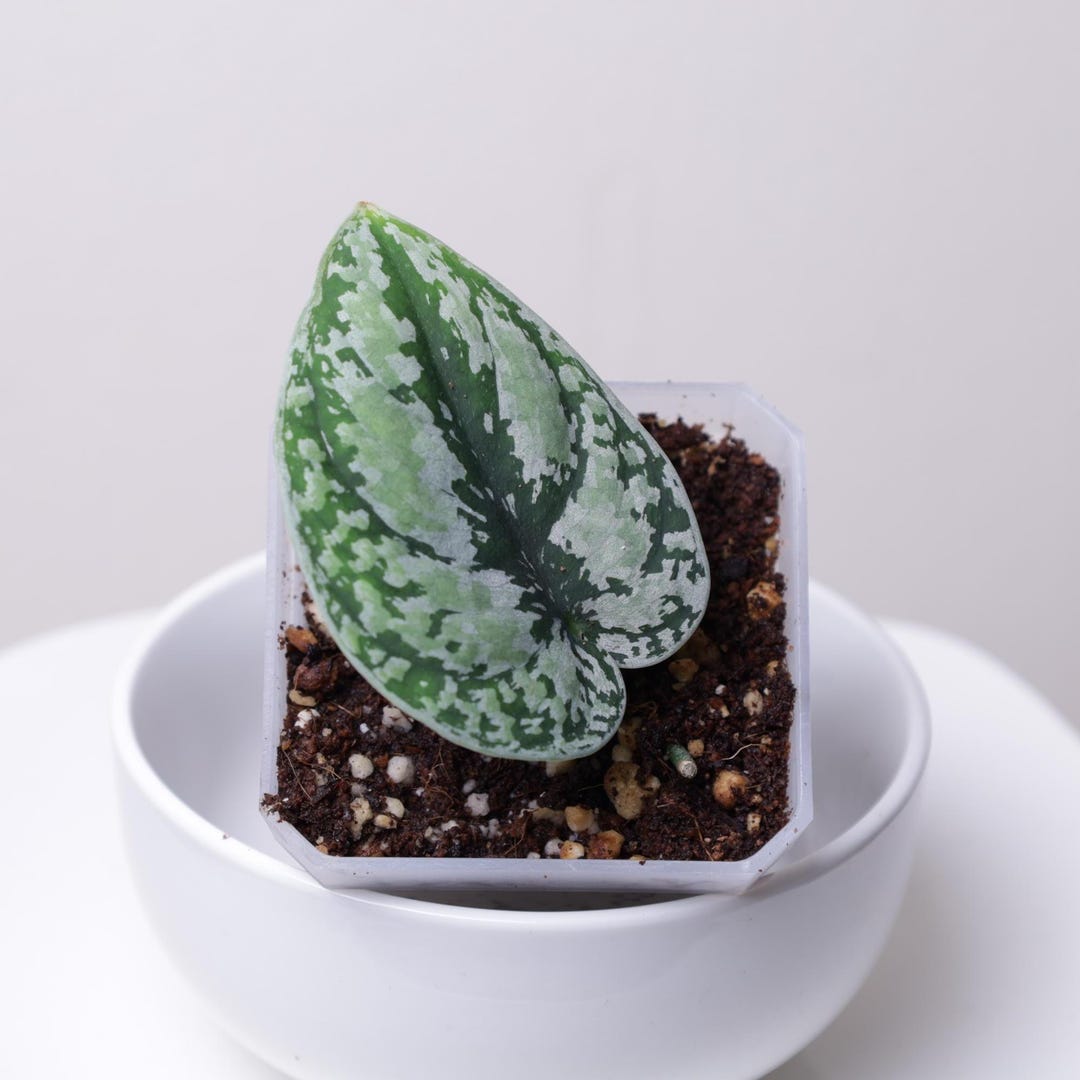 Tri-color Scindapsus Rooted Starter Plant - Etsy
