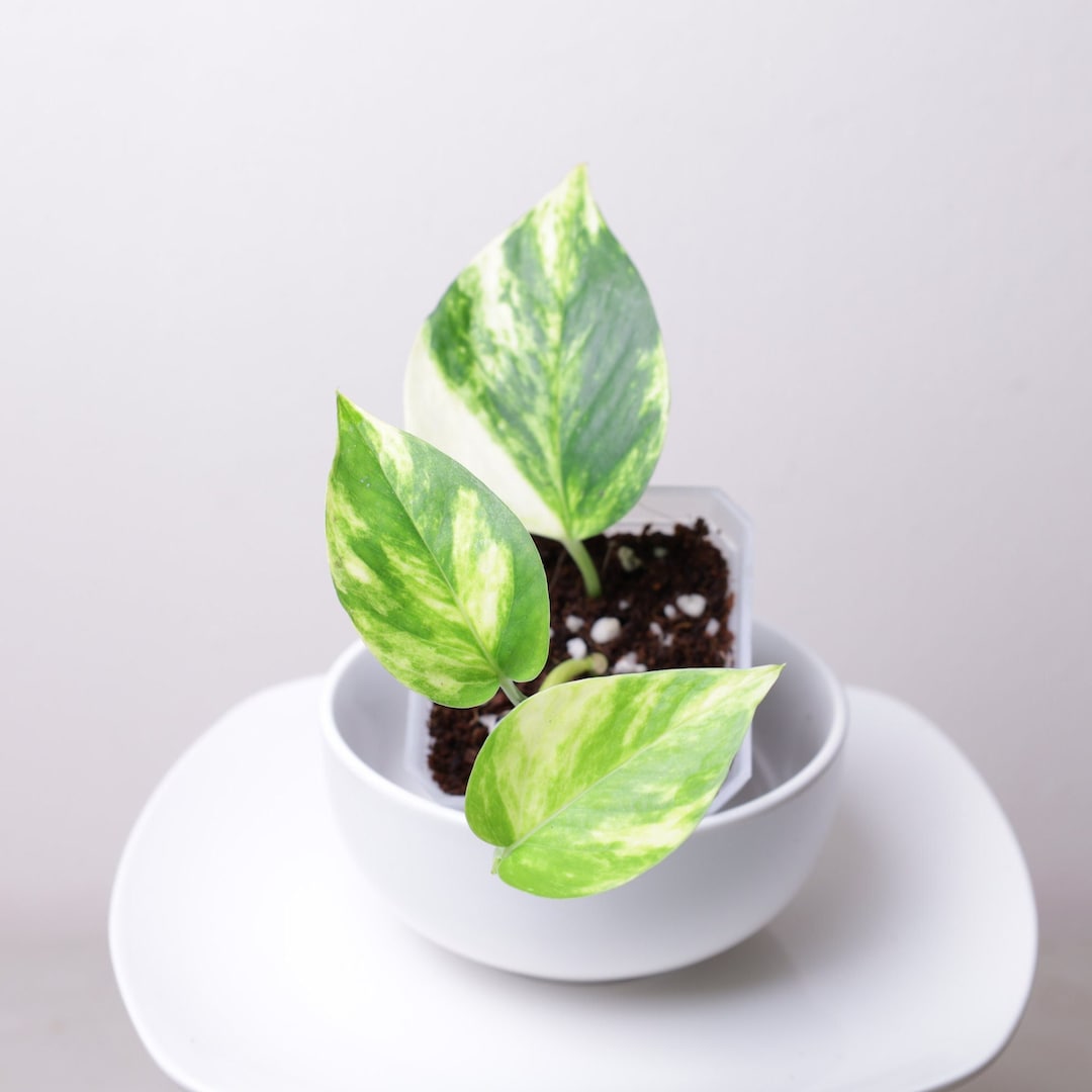 Teruno Valencia Epipremnum Aureum Pothos japan Rooted Starter Plant - Etsy