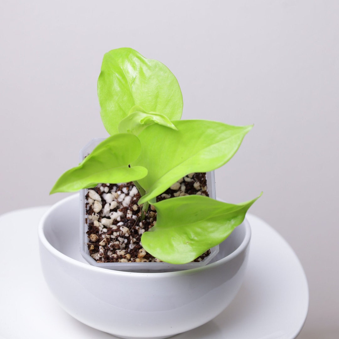 Teruno Champs-elysees Epipremnum Aureum Pothos japan Rooted - Etsy