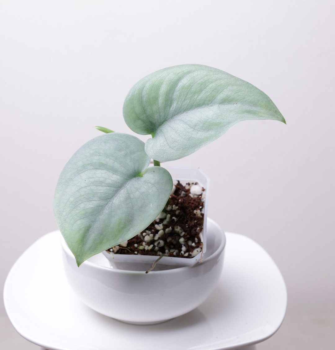 Platinum Scindapsus Rooted Starter Plant - Etsy