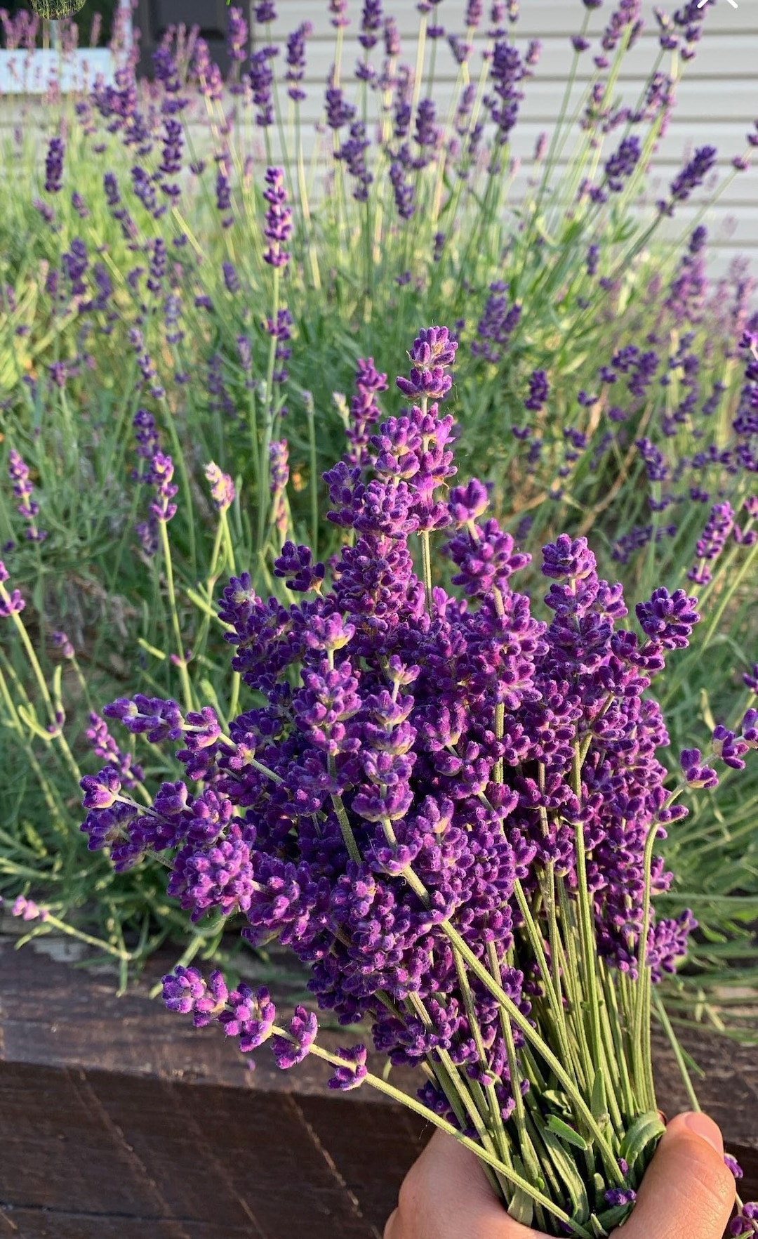 Dried English Lavender Bundle With Decorative Twine - Etsy