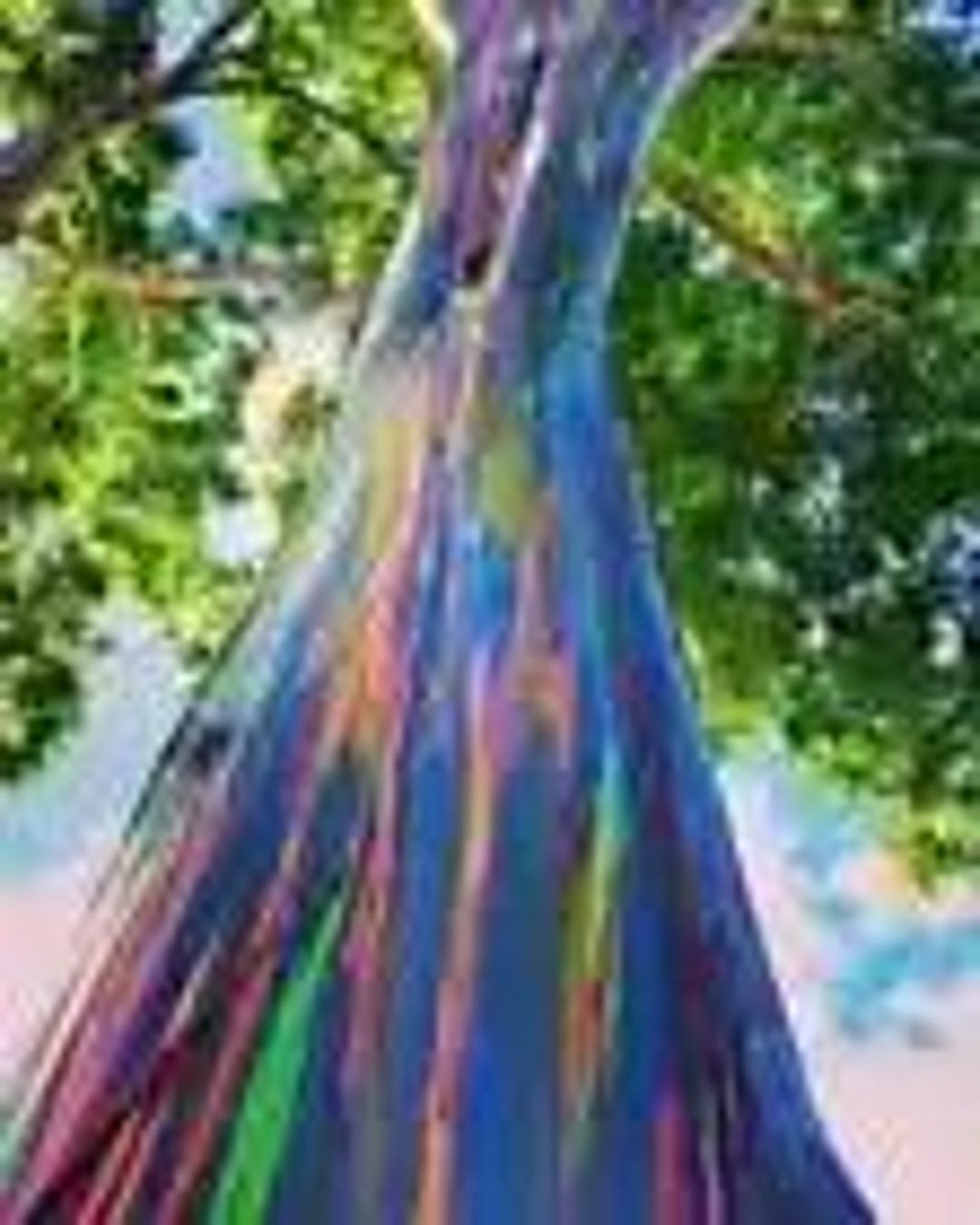 Rainbow Eucalyptus Tree - 25 Seeds - Multi-colored Bark - E. Deglupta ...