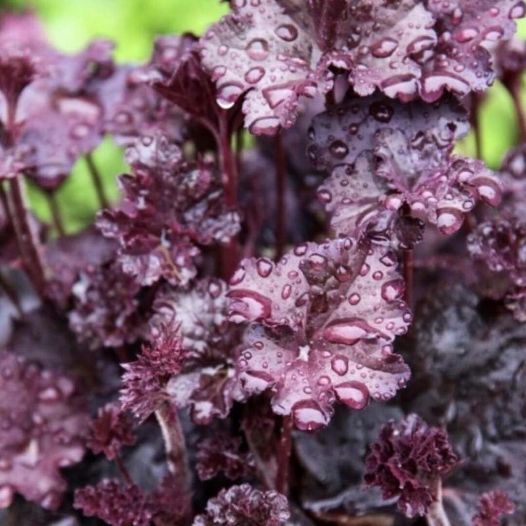 Heuchera Melting Fire - 5 Pelleted Seeds - Coral Bells - Purple Red ...