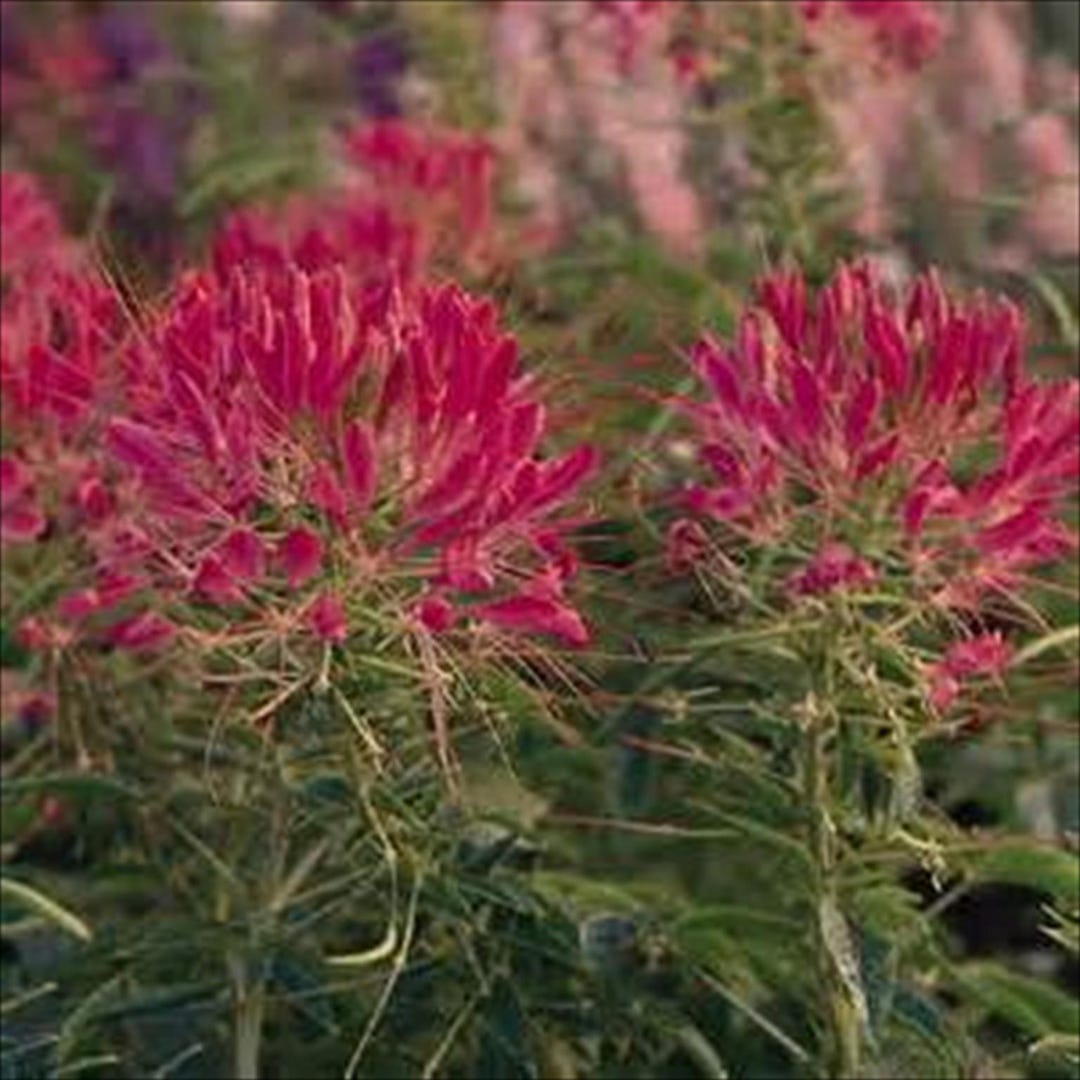 Cleome Cherry Queen - 25 Seeds - C. Hassleriana - Etsy