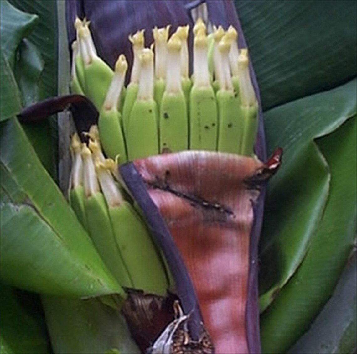 Musa Acuminate - Dwarf Cavendish Banana - 5 SEEDS - Etsy