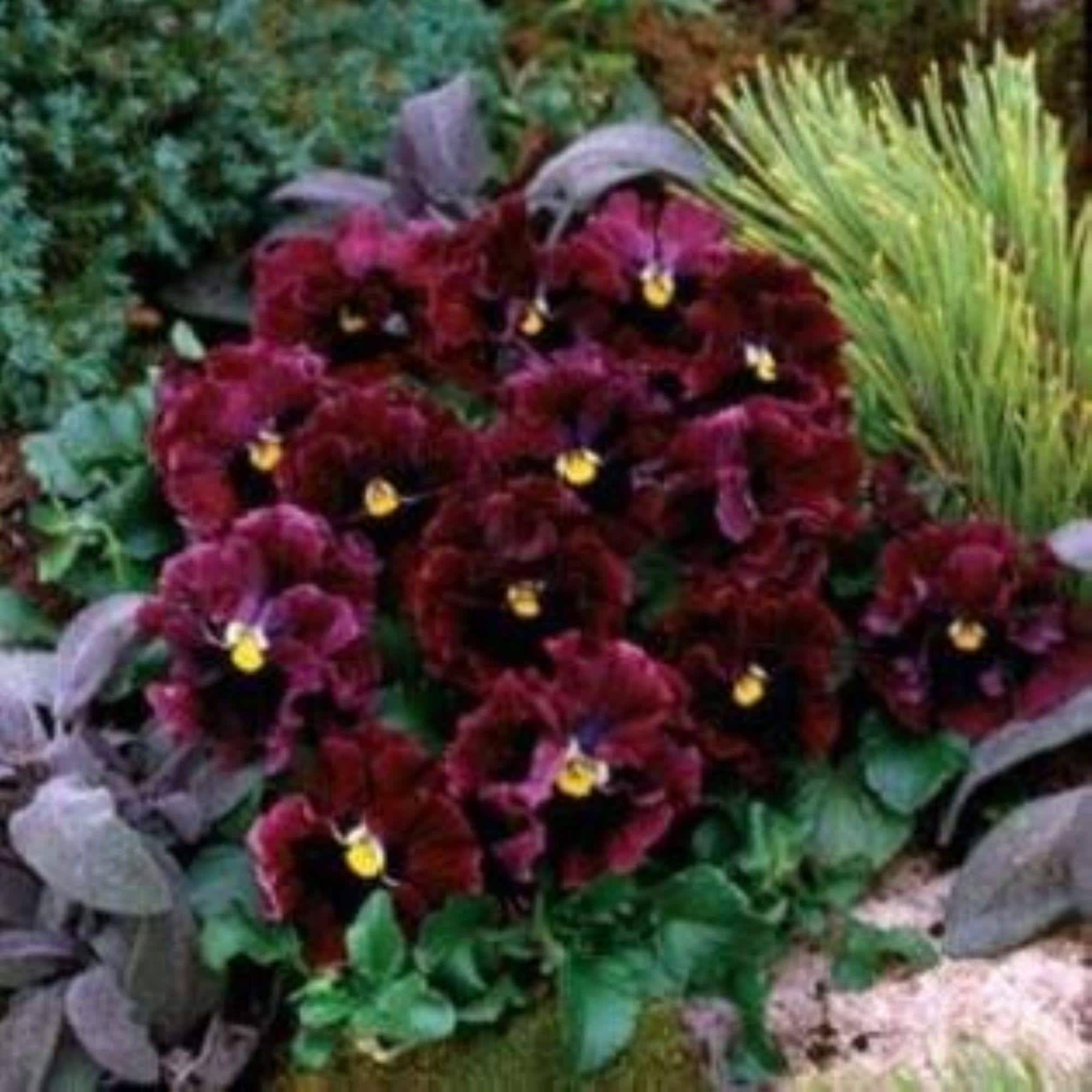 Pansy Frizzle Sizzle Burgundy - 15 Seeds - Ruffled! - Viola X ...