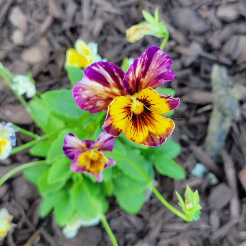 Pansy Brush Strokes -15 Seeds - Edible - Viola Cornuta - Etsy