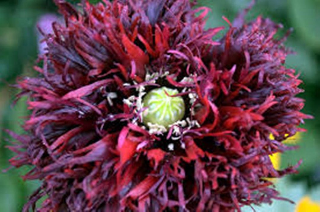 Poppy Black Swan -35 Seeds - Ruffled - Gothic!! - Papaver Lacianatum - Etsy