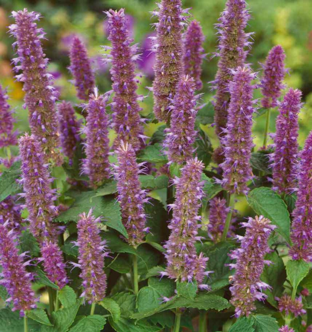 Anise Hyssop -100 Seeds - Licorice Fragrance- Violet-blue - Agastache ...